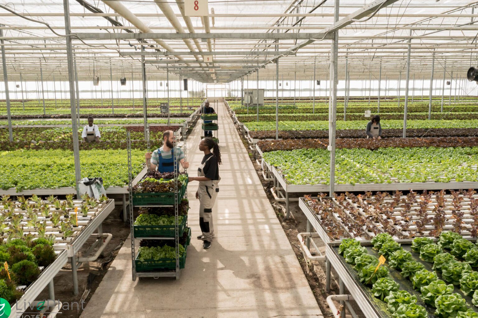 La revolución tecnológica en la agricultura: cómo la tecnología está ...