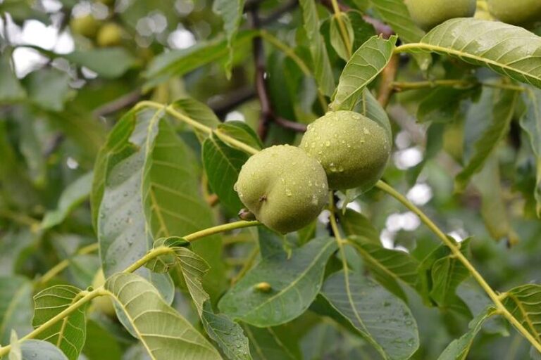 Descubre los beneficios del fruto del nogal: propiedades, usos y recetas ︎