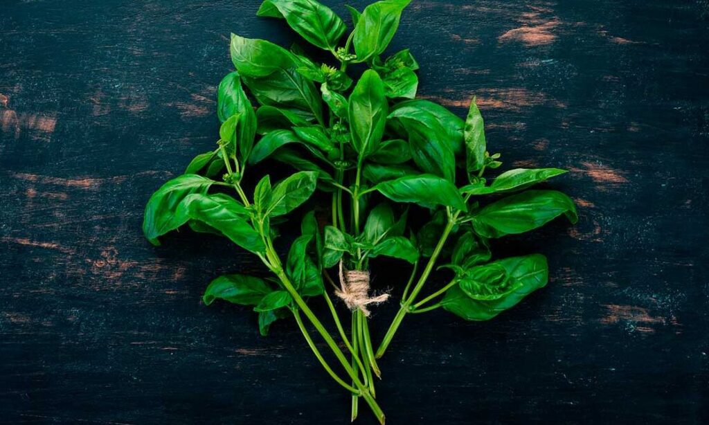 Tipos de Albahaca: Descubre las Variedades Más Populares y Cómo ...