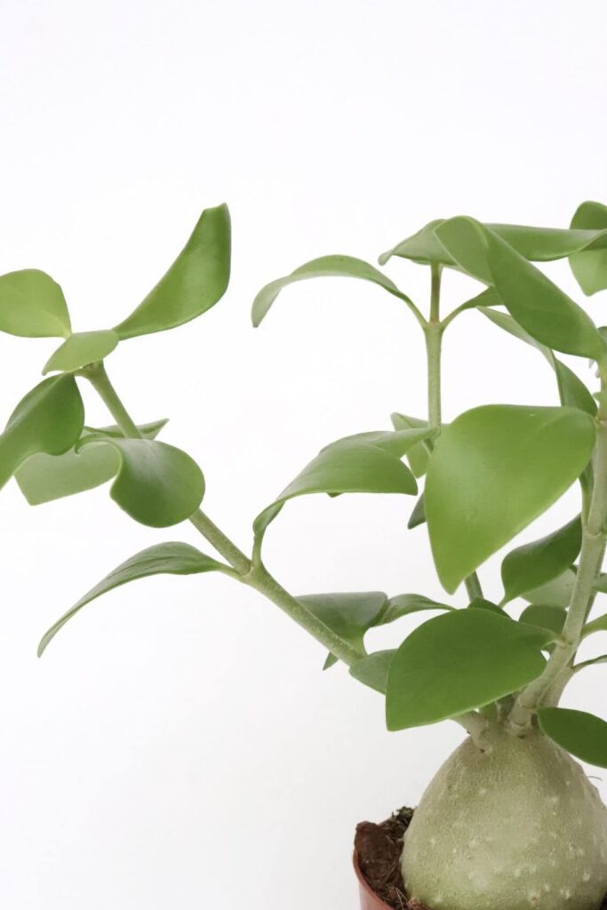 Amelia Planta: Descubre los Secretos de Cuidado y Cultivo de esta ...