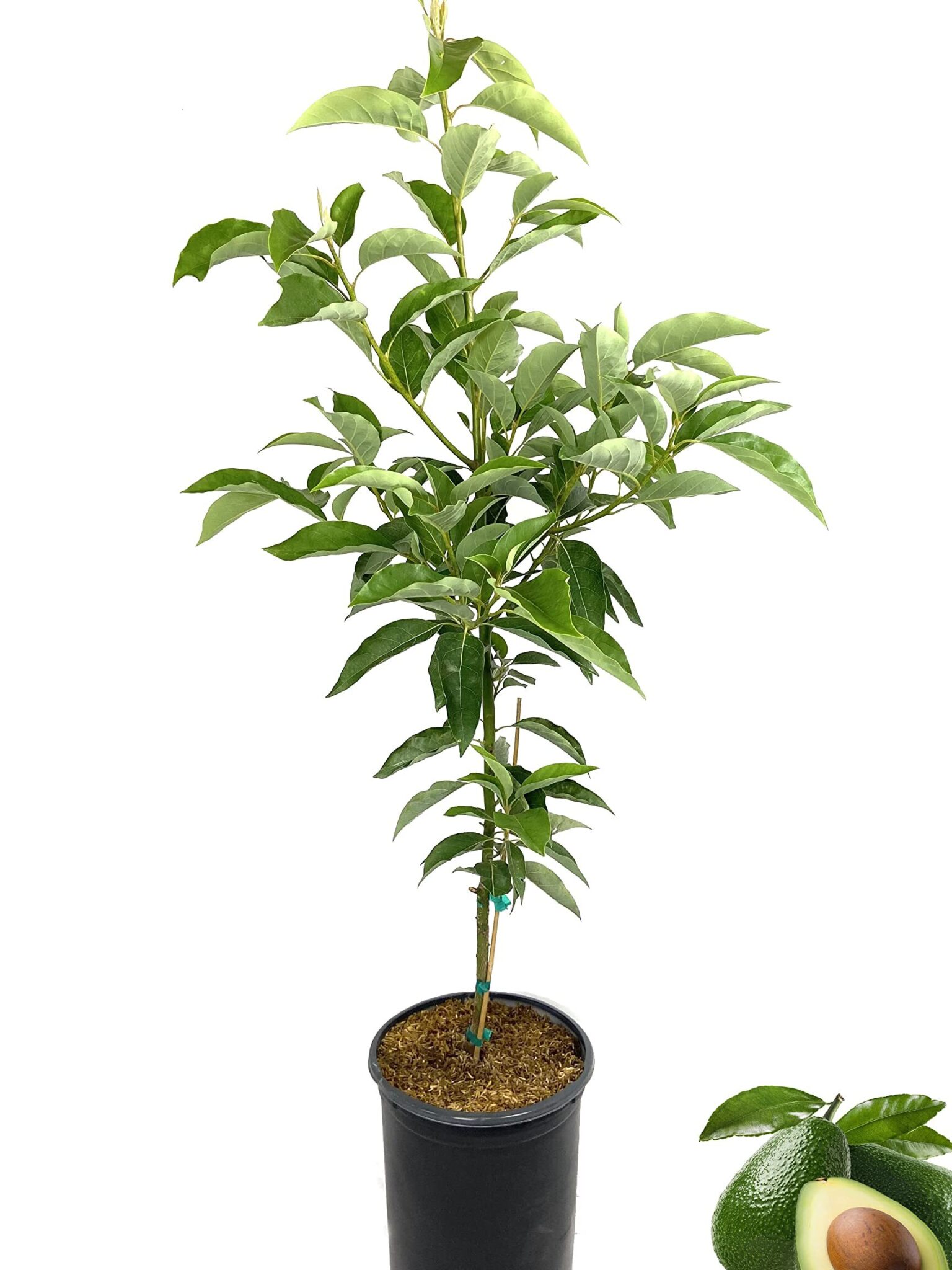 Altura del aguacate: Todo lo que debes saber sobre el cultivo en ...