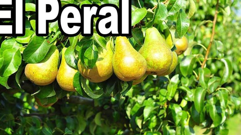 Perales: Todo lo que debes saber sobre el cultivo de peras ︎