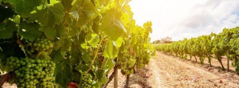 La parra de uvas: consejos de cultivo, cuidado y variedades ︎
