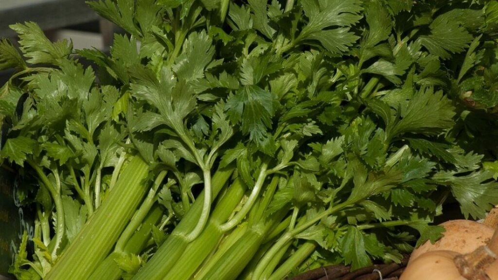 Descubre los sorprendentes beneficios de la hoja de piña para tu salud ︎