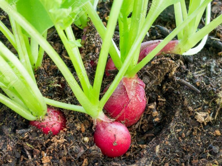 Descubre los beneficios de los rábanos: propiedades, usos y cultivo ︎