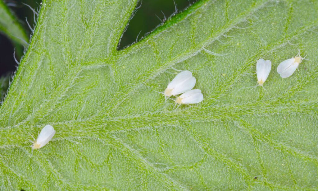 ¿Cuáles son los insectos dañinos para las plantas? ︎