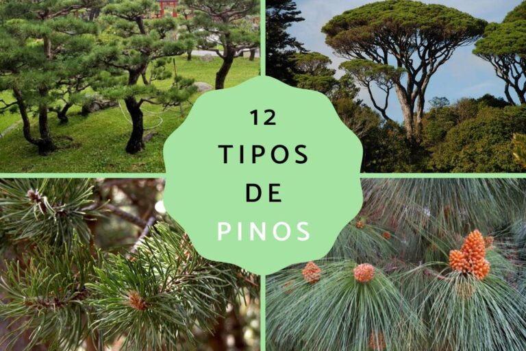 Clases de pinos: descubre las variedades más populares y sus ...