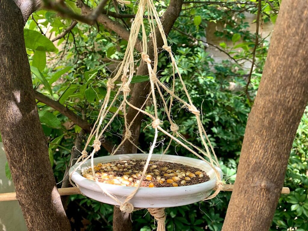 Comederos caseros para pájaros: Ideas creativas y sencillas para atraer ...