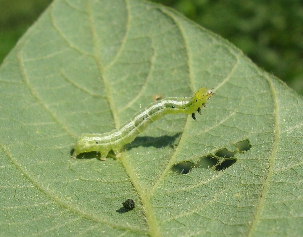 La guía definitiva sobre nematicida: cómo proteger tus cultivos de los ...