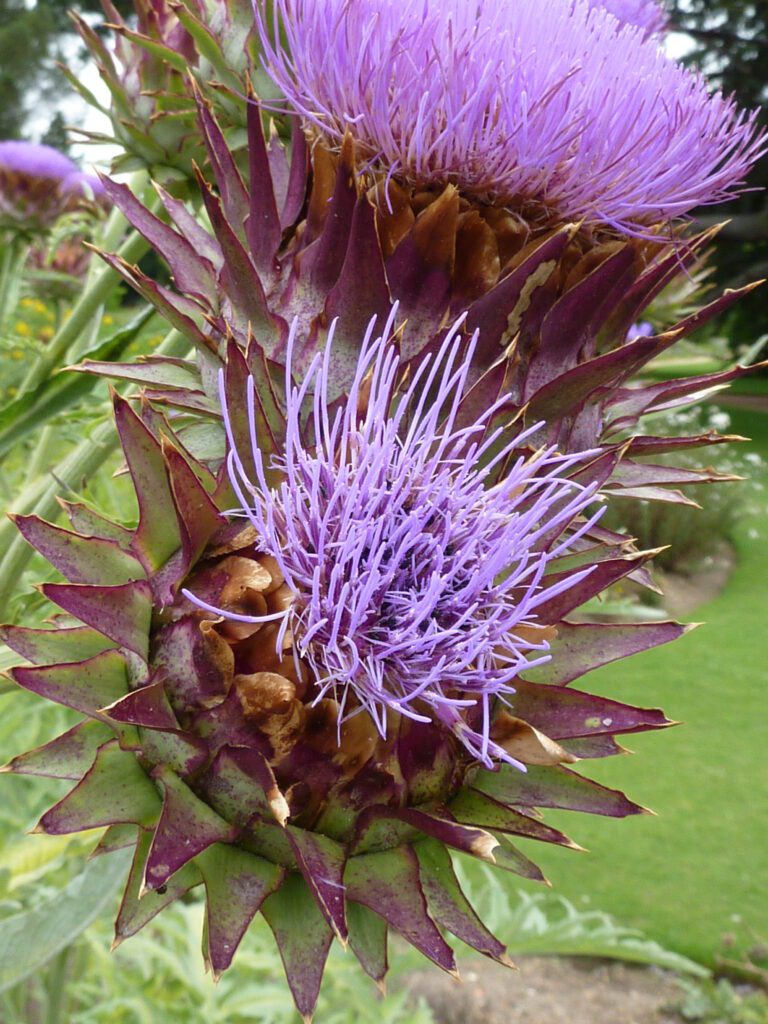 Cynara: Descubre los beneficios y usos de esta planta medicinal ︎