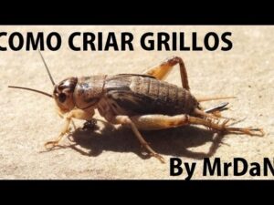 Descubre el encanto de los grillos pequeños: guía completa y consejos ...