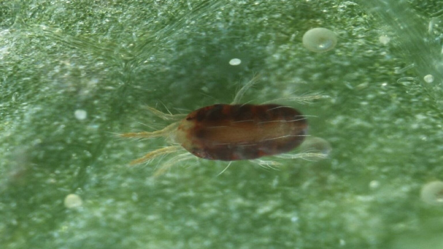 Plagas del laurel: Cómo identificar y combatir los problemas más comunes ︎