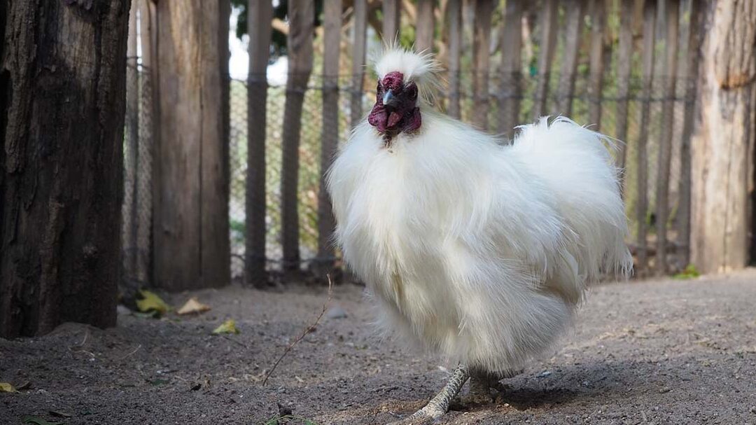 Descubre la increíble historia de la gallina con pelo: una rareza del ...