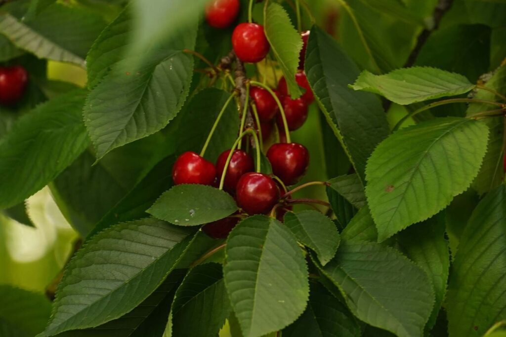 Descubre la belleza y secretos del árbol de cerezas: todo lo que debes ...