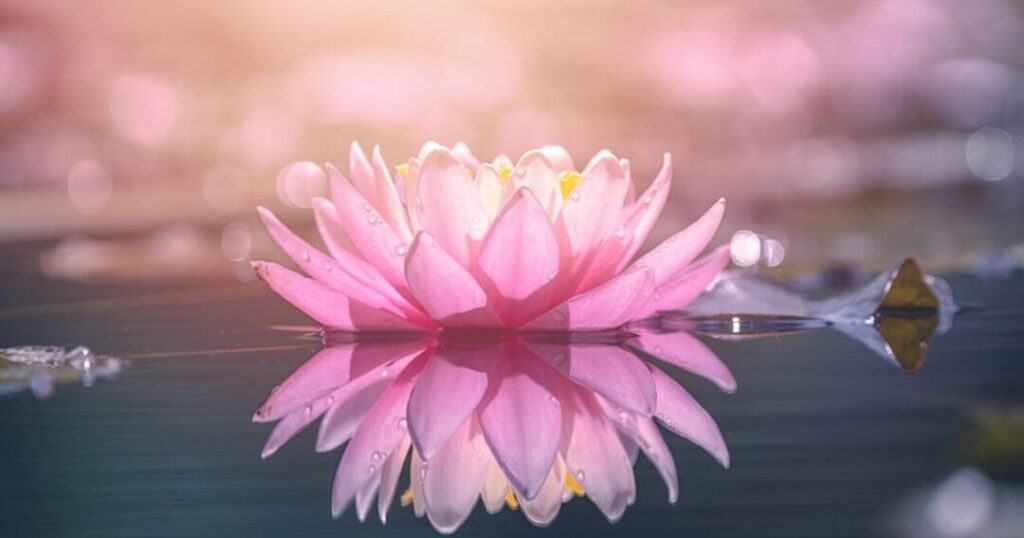 Delphinium español: descubre la belleza y variedad de esta flor en tu ...