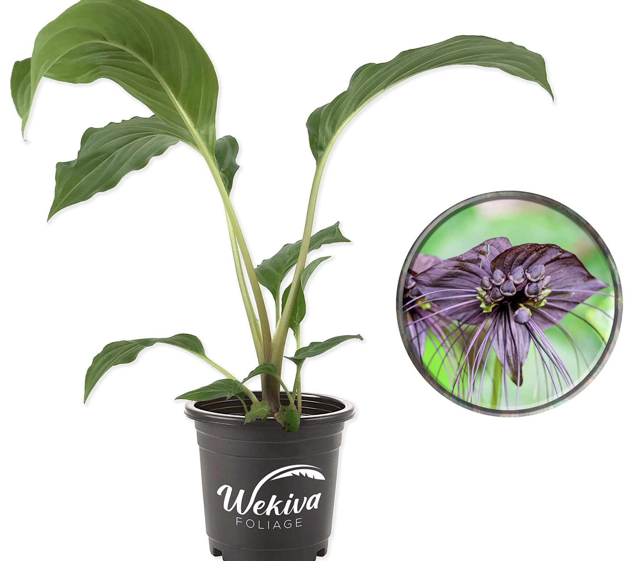 Descubre los beneficios y cuidados de la planta Mimosa Pudica: La ...