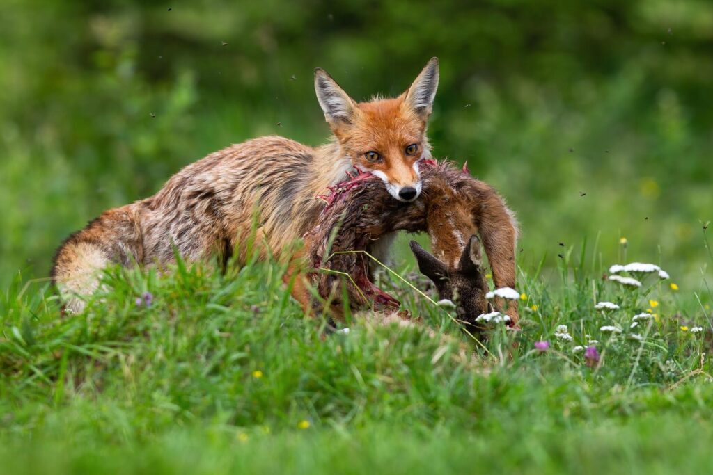 Descubre la fascinante dieta del zorro: qué comen y cómo se alimentan ︎
