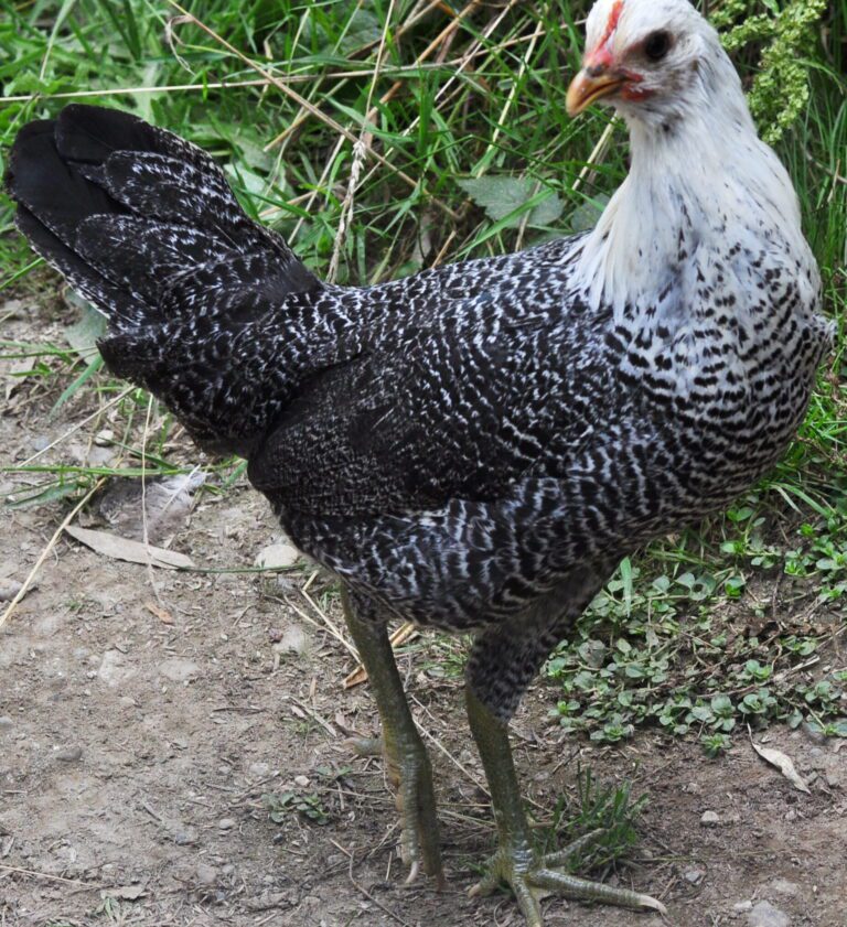 Descubre la fascinante historia y características de la raza de pollo ...