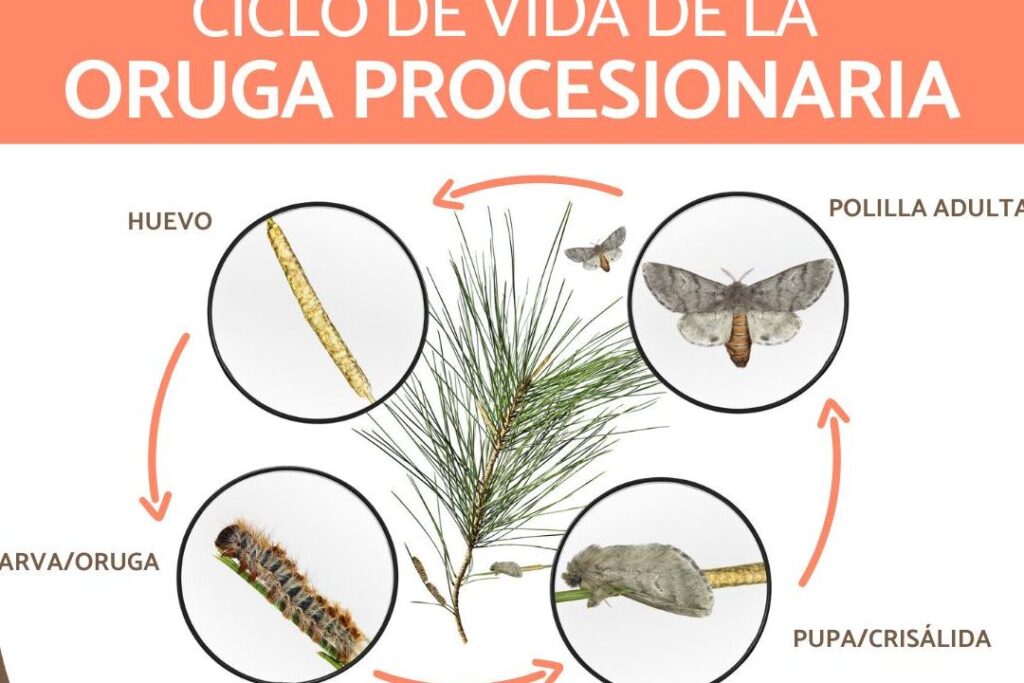 Descubre la fascinante vida de la oruga de la col: características ...