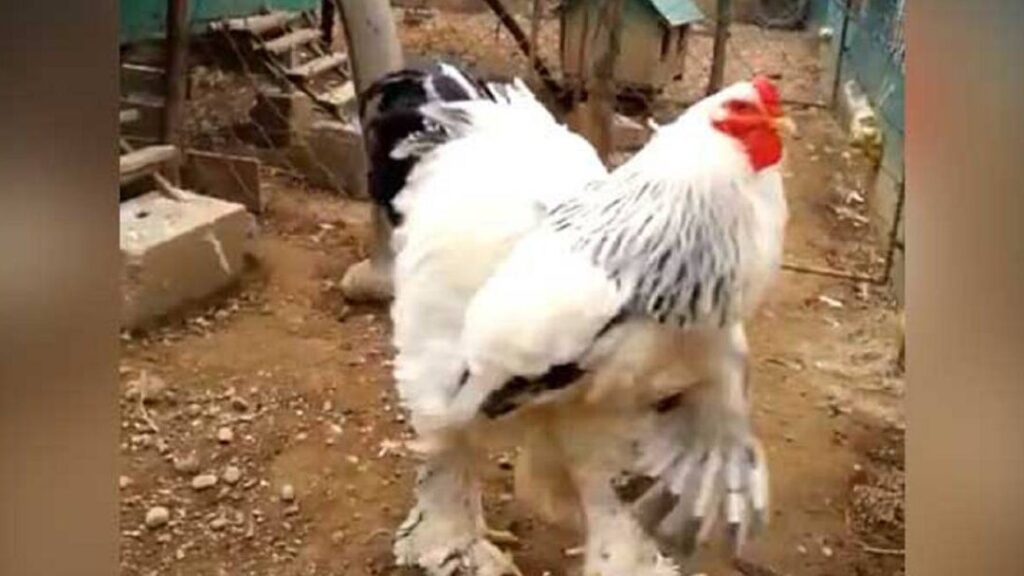 Descubre la fascinante historia y peculiaridades de la gallina china ...