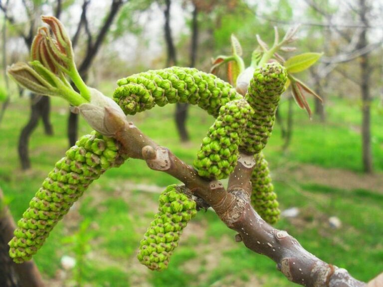 Descubre qué fruto produce el nogal: una guía completa ︎