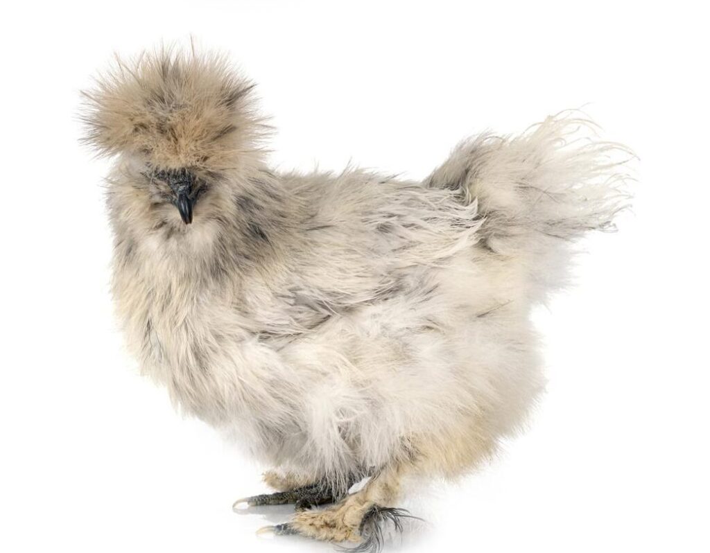 Descubre la increíble historia de la gallina con pelo: una rareza del ...