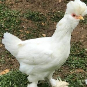 Descubre las anécdotas y curiosidades de la gallina copetona: una raza ...
