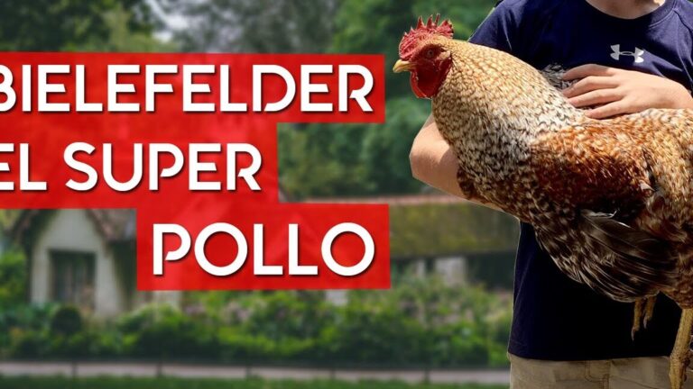 Descubre la fascinante historia y peculiaridades de la gallina china ...