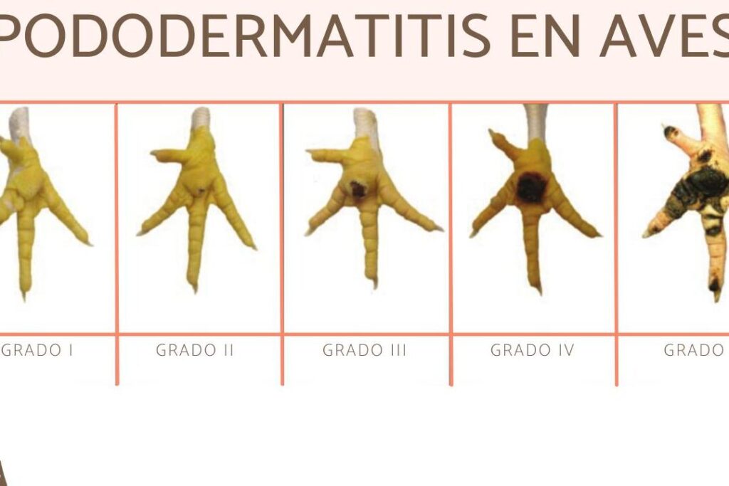 Enfermedad en pollos: causas, síntomas y tratamientos para garantizar ...