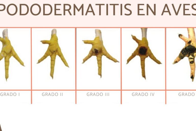 Enfermedad en pollos: causas, síntomas y tratamientos para garantizar ...