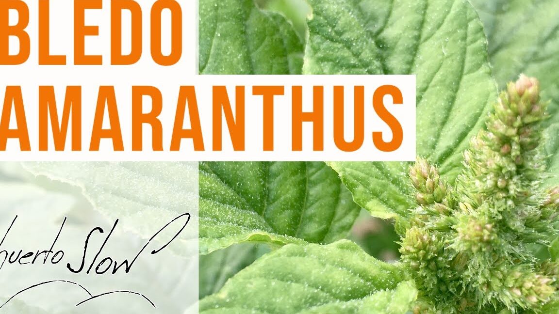 Descubre los beneficios del Amaranthus Blitum: una planta nutritiva y ...