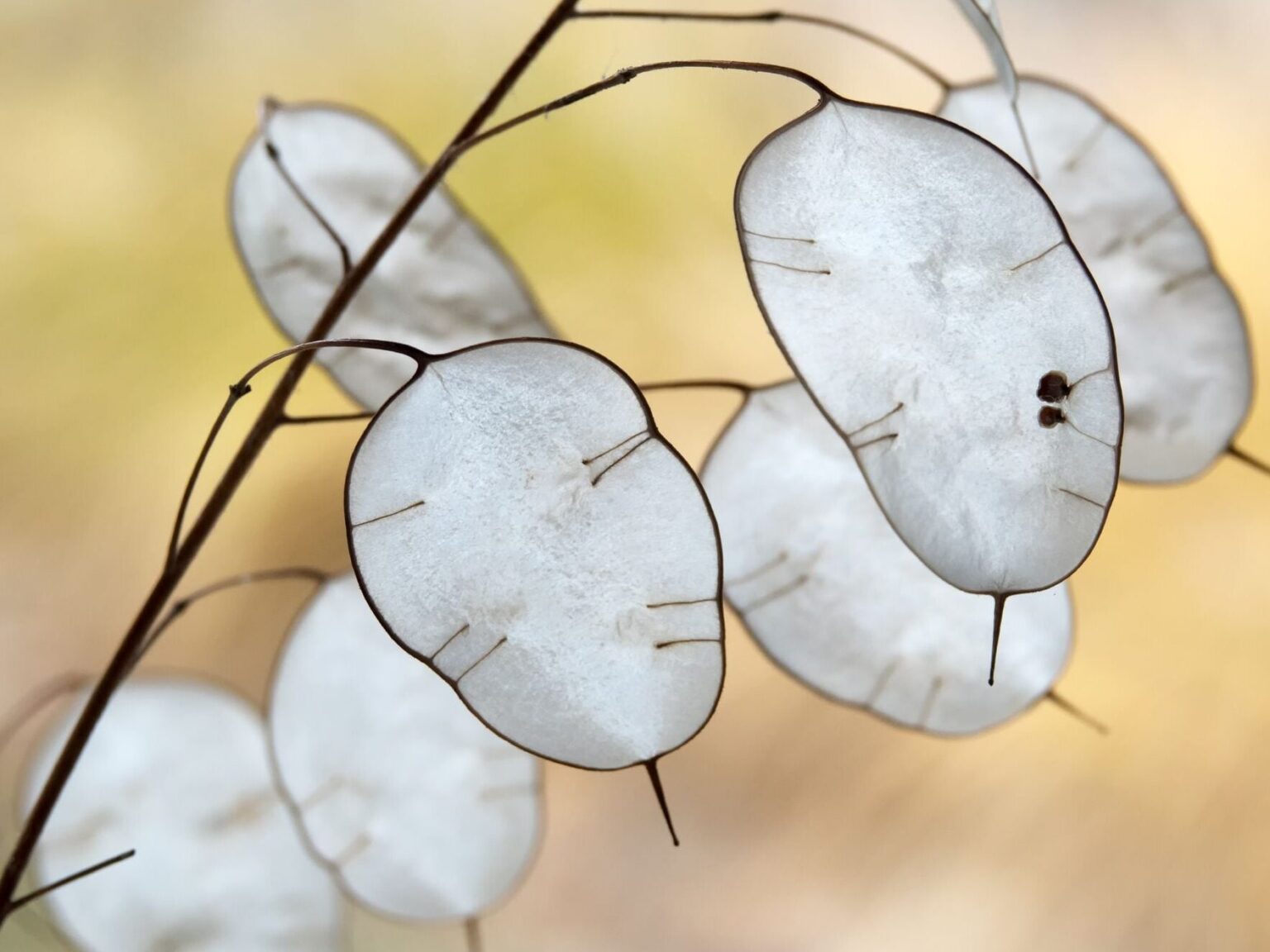 Todo lo que debes saber sobre la gypsophila paniculata: usos, cuidados ...