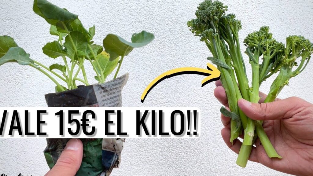 Descubre los increíbles beneficios de cultivar bimi en tu jardín ︎