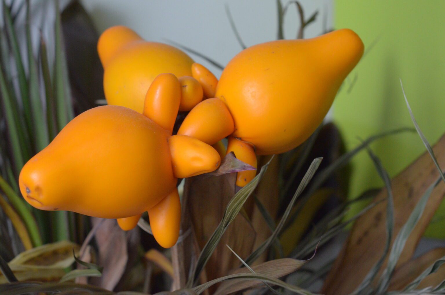 Todo lo que debes saber sobre la planta de papaya: beneficios, cuidados ...