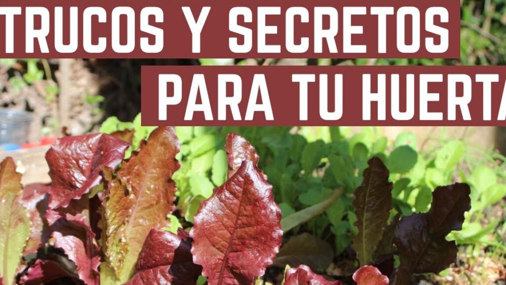 Descubre los secretos de un huerto de invierno exitoso: consejos y trucos ︎