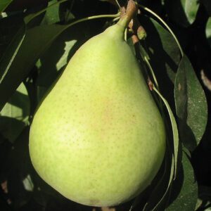 Descubre los secretos del peral Ercolini: cultivo, cuidados y variedades ︎