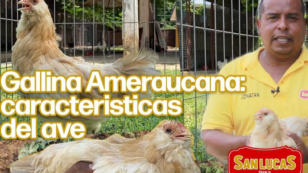 Descubre la sorprendente gallina peluda: características, cuidados y ...
