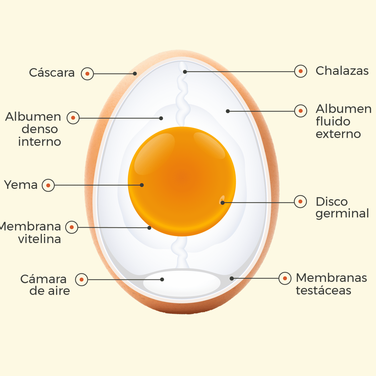 Descubre todo sobre el huevo fecundado: desarrollo, beneficios y ...