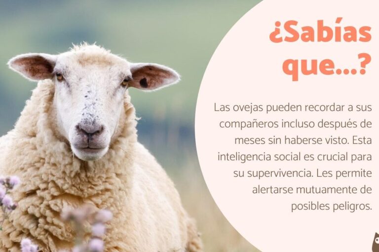 Descubre todo sobre las ovejas: características, comportamiento y ...