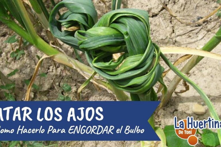 Descubre los ejemplos de bulbos más populares: guía completa para ...
