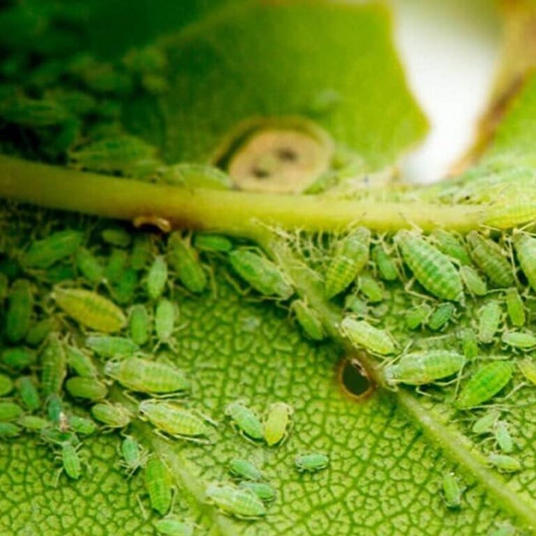 Control eficaz del pulgón: Descubre el mejor insecticida para proteger ...
