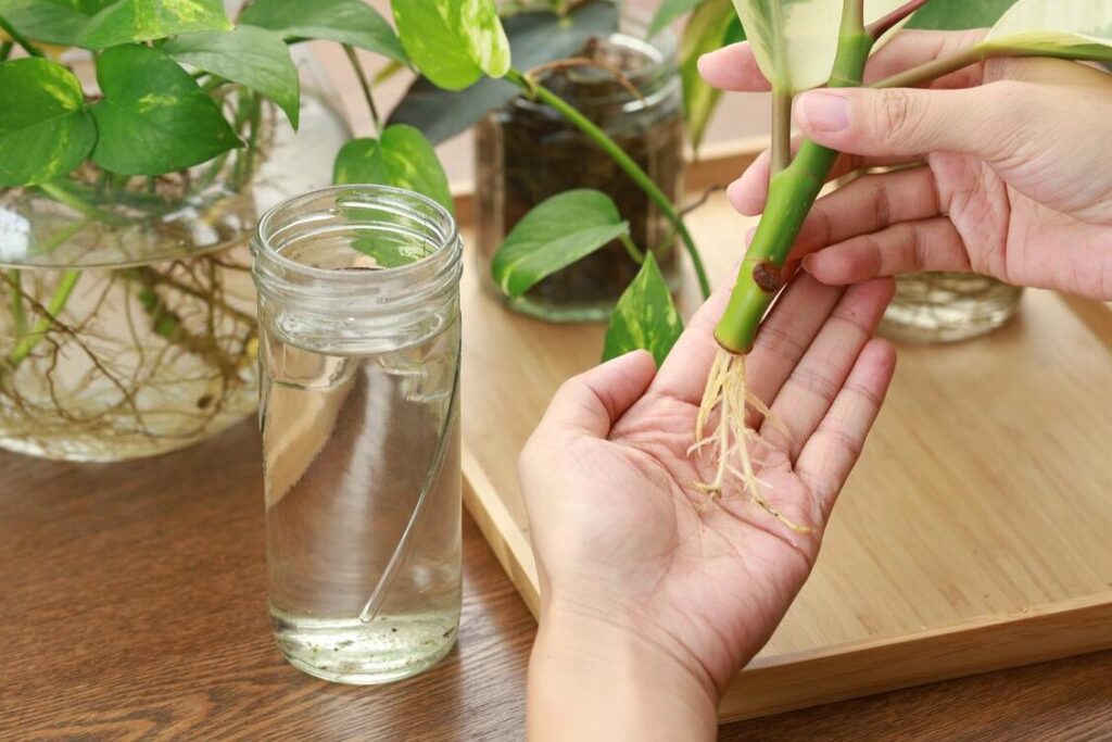 Enraizar plantas fácilmente: guía completa y consejos prácticos ︎