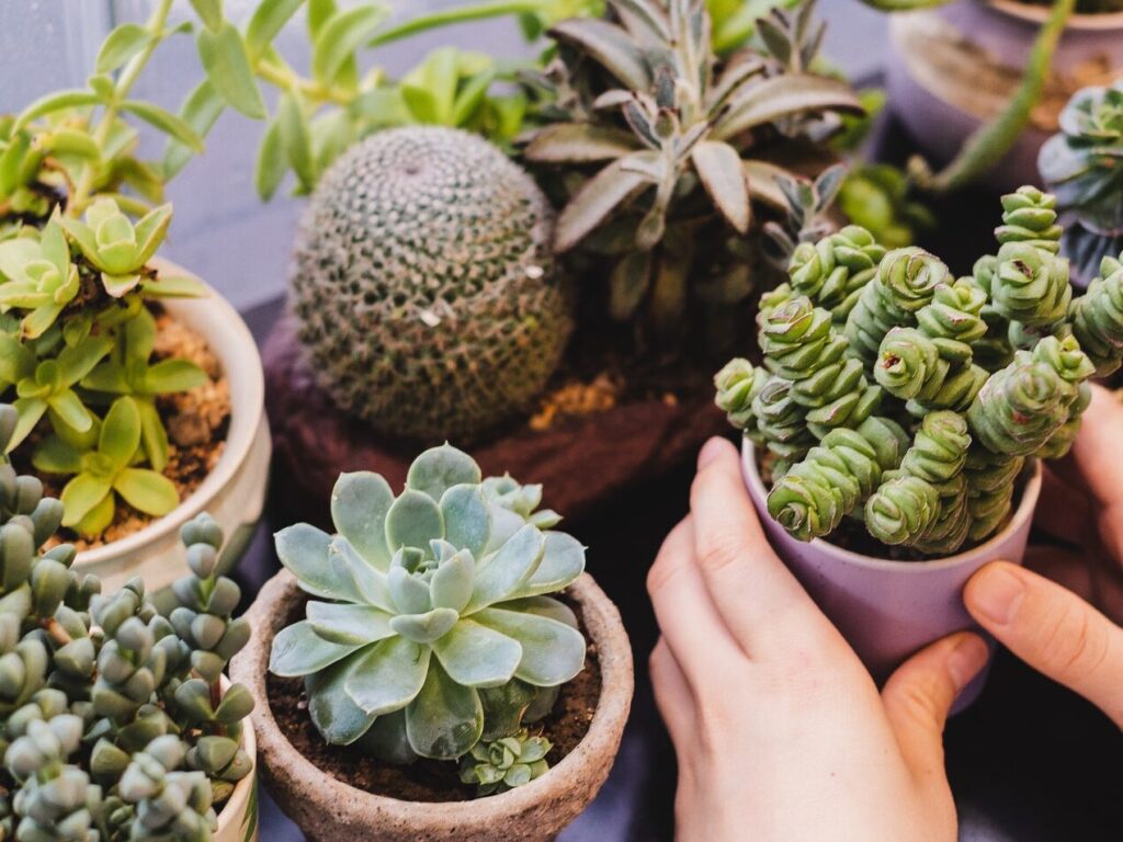 Sintropia: El poder de la energía ordenada para un mundo en equilibrio ︎