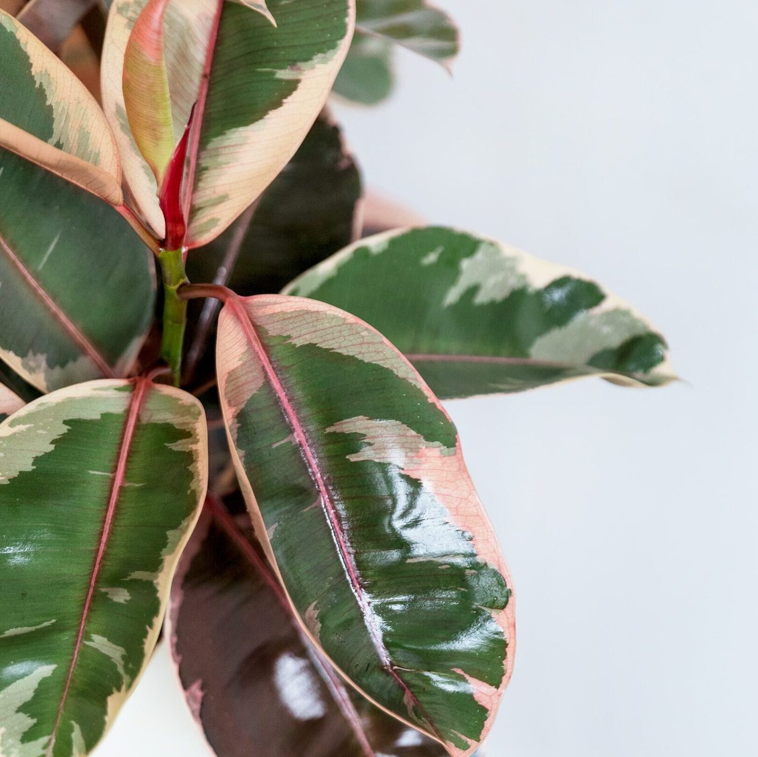 Todo lo que debes saber sobre la gypsophila paniculata: usos, cuidados ...