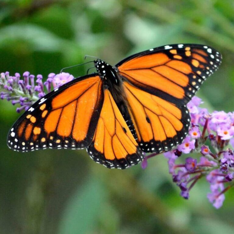Descubre la belleza y cuidados de la planta cuerno de alce: Guía completa ︎