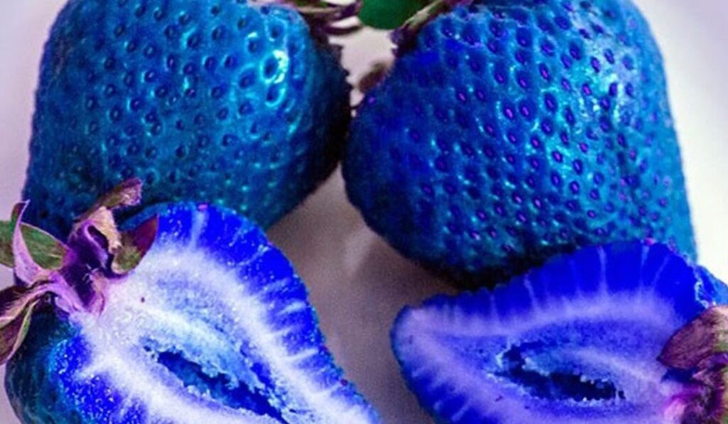 Fresas azules: Descubre su sorprendente sabor y beneficios para la salud ︎