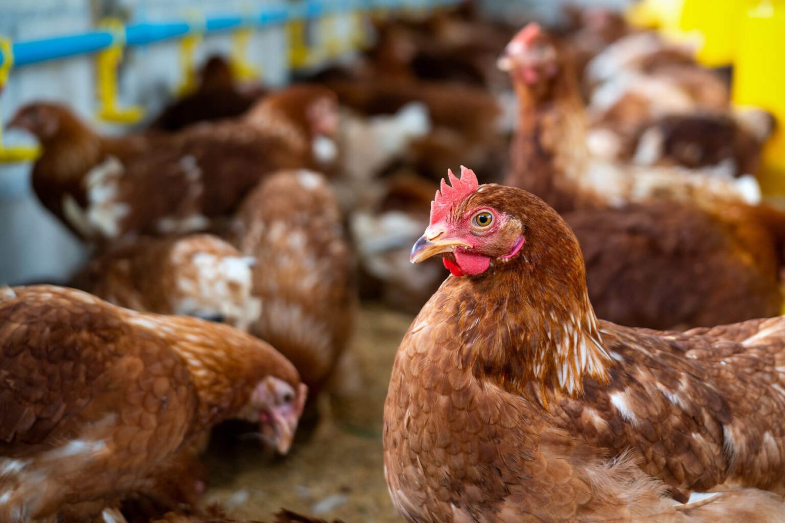 Gallinas Pequeñas Todo Lo Que Necesitas Saber Sobre Estas Adorables