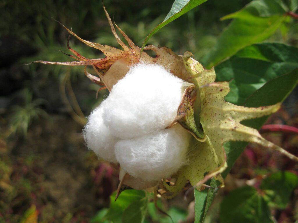 Algodón: Todo lo que debes saber sobre su plantación y cultivo ︎