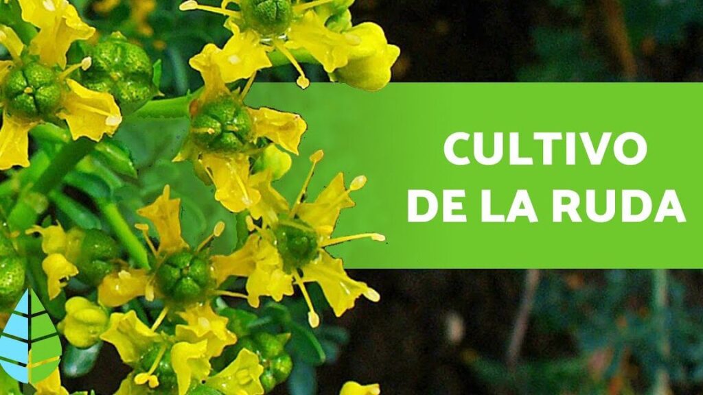 Guía completa de cuidados para la ruda planta: consejos prácticos y ...