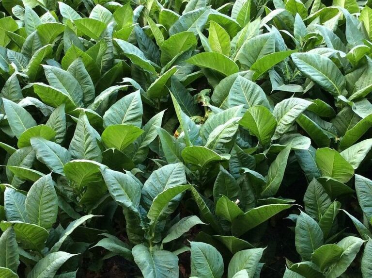 Nicotiana Tabacum: Descubre los secretos de esta planta y sus beneficios ︎